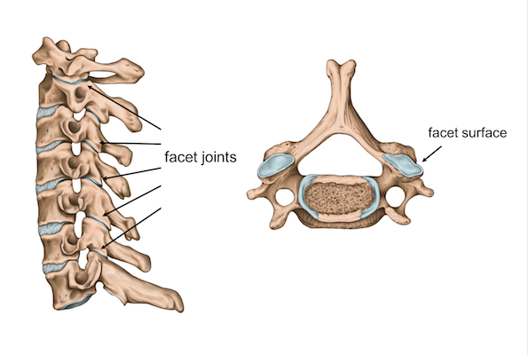 Spine Anatomy